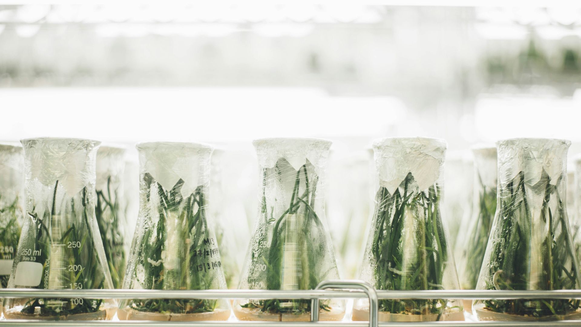 Medicon Valley - the leading Life Science Cluster of the Greater ...